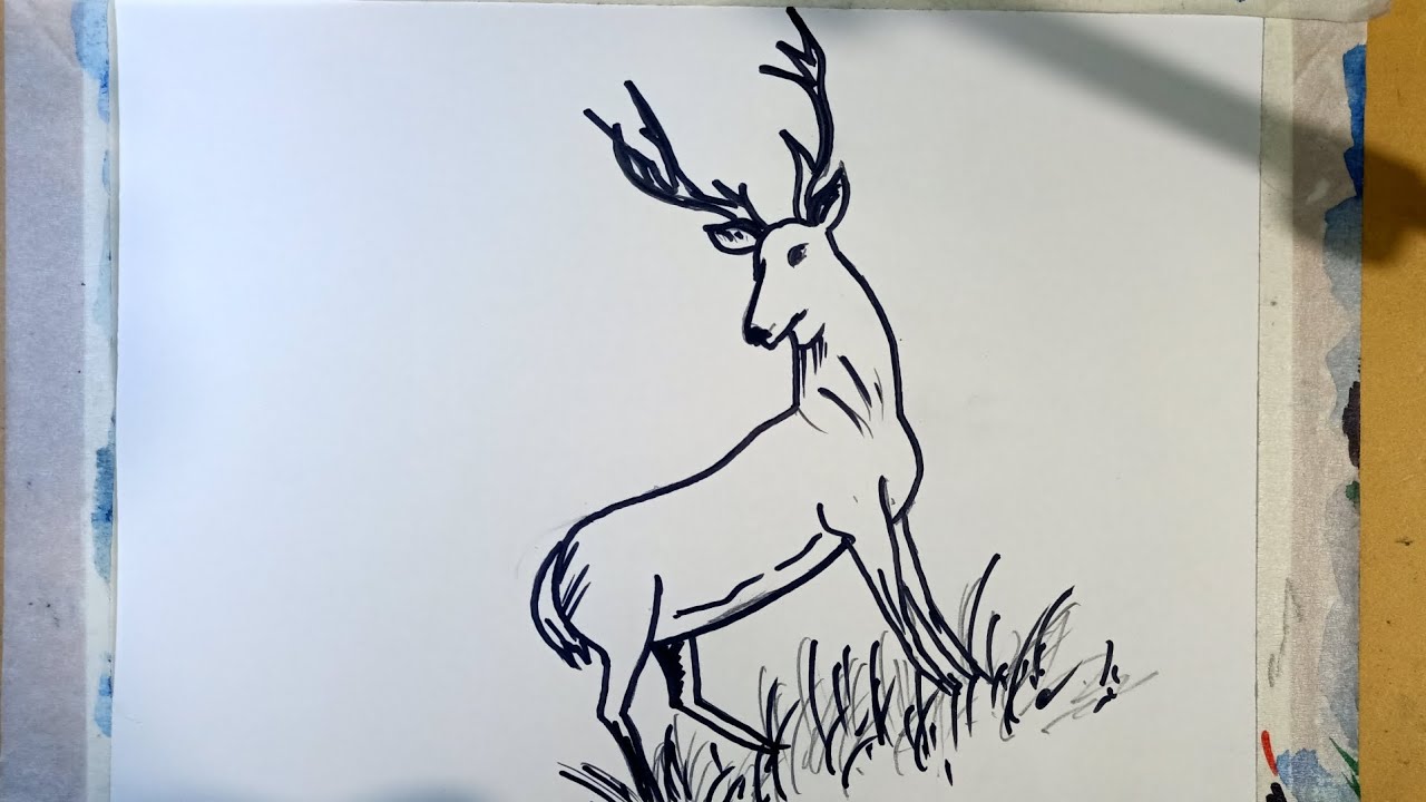 Deer Drawing/How to draw Deer/For beginners/Dear Painting/ - YouTube