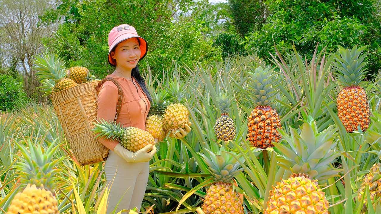 Harvest Pineapples & Go sell at the Market - Prepare Dishes From Pineapple | Thu's Country Life ...