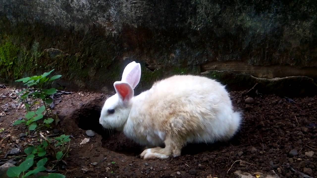 How our Rabbit made a burrow to breed the Natural way: Part 1 - YouTube