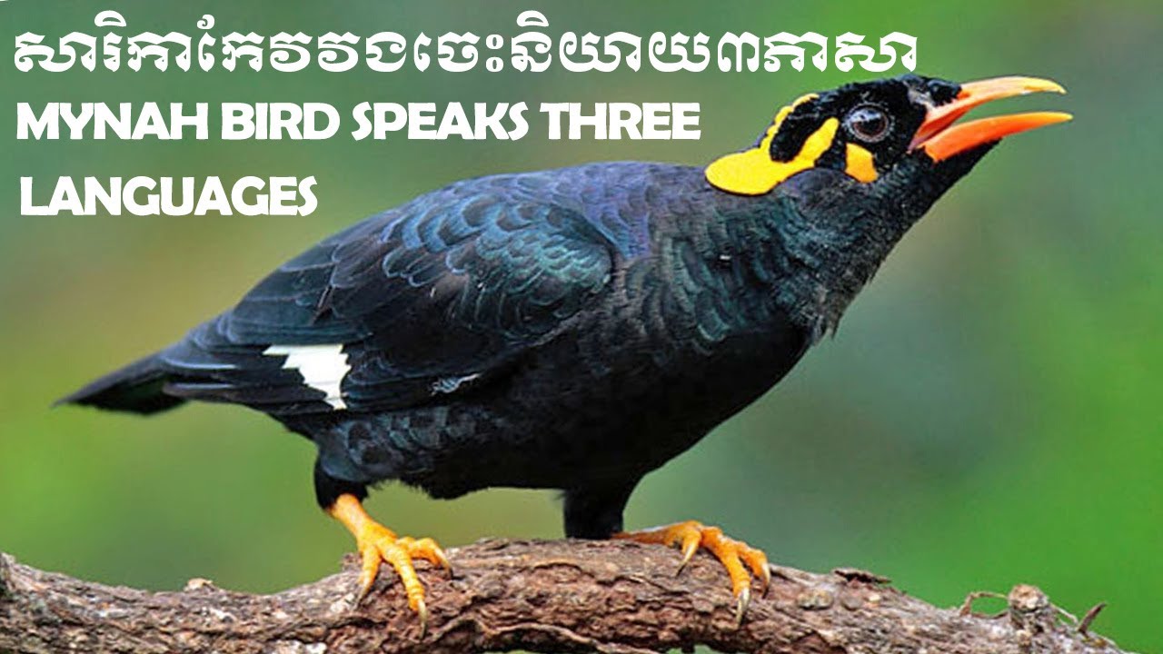 សារិកាកែវវងចេះនិយាយ៣ភាសា- Mynah bird speaks three languages - YouTube