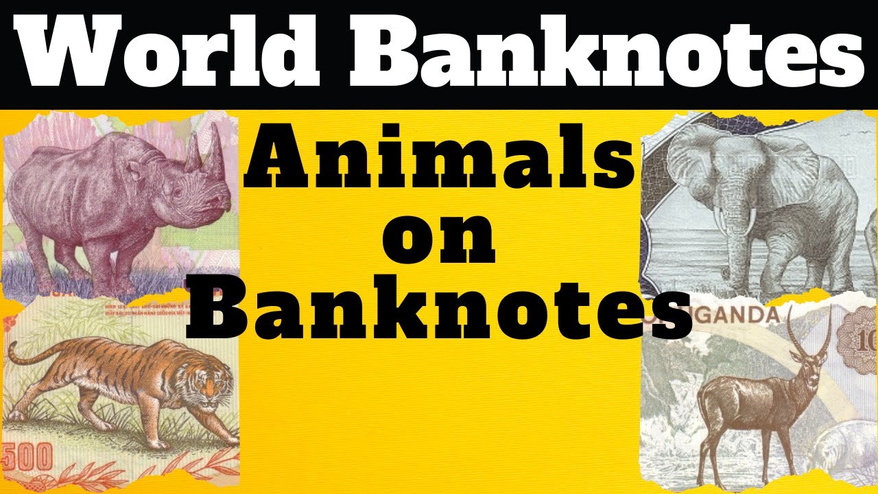 Wild Animals | Animal Currency | World Paper currency | - YouTube