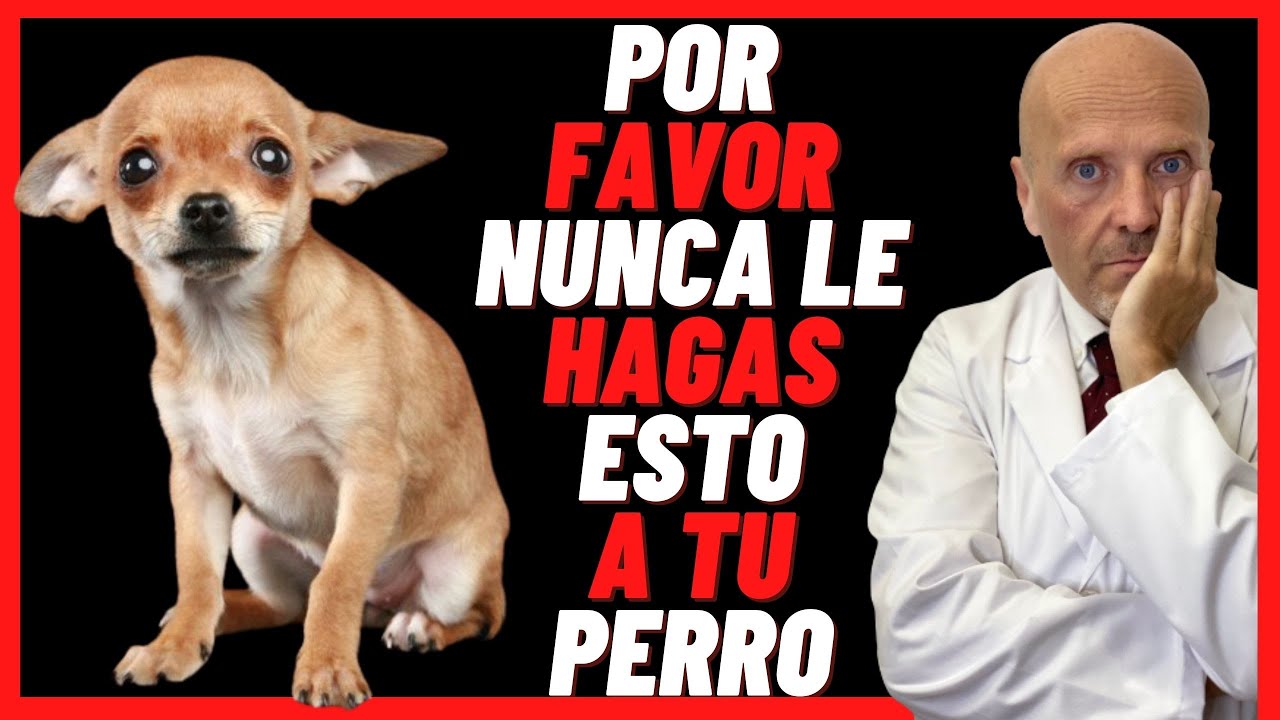 35 COSAS QUE NO DEBES HACER CON TU PERRO ️(Aunque no te des cuenta) Ya ...