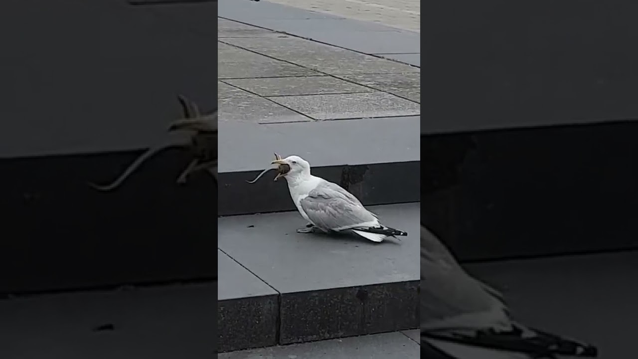 Seagull kills and eats rat in Wolverhampton. - YouTube