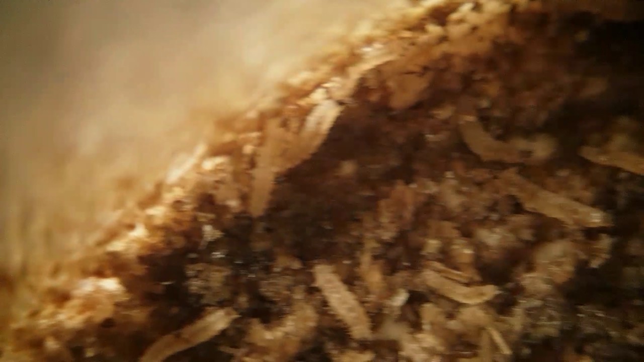 Sand fly larvae - YouTube