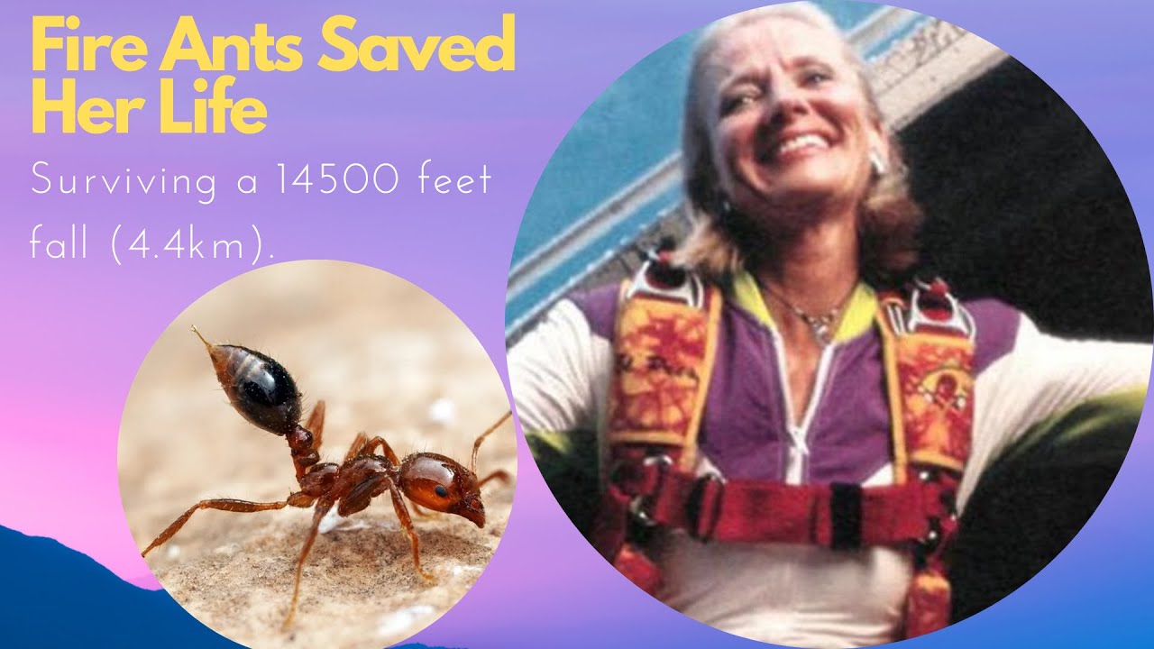 Fire Ants Saved Her Life, Joan Murray's Narrow Escape - YouTube