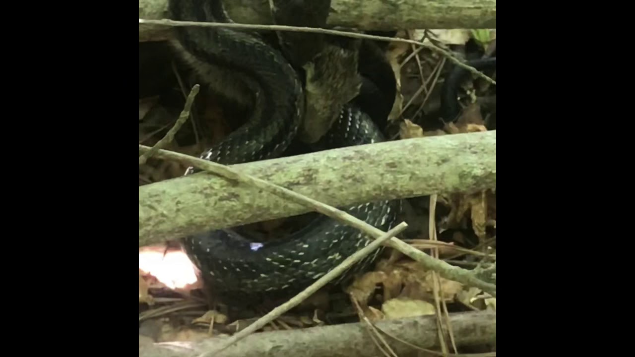 Snake eats baby rabbit - YouTube