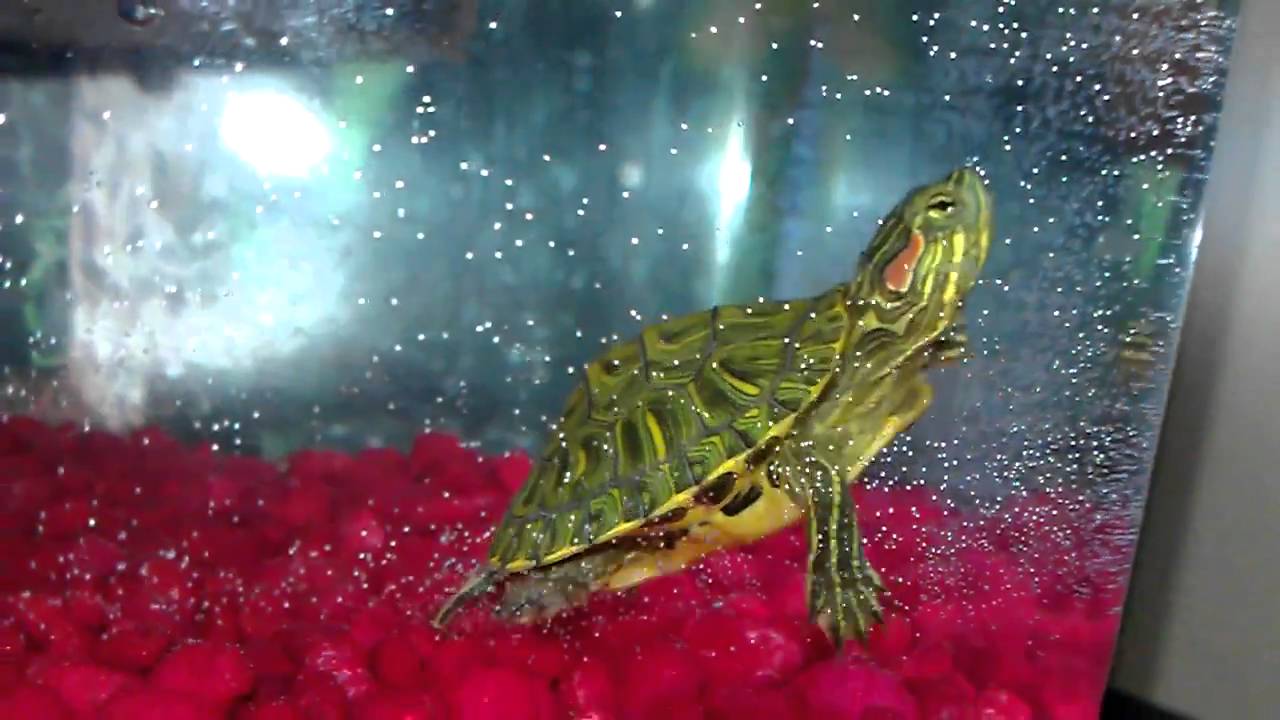 Red-Eared Slider Turtle (BABY) - YouTube