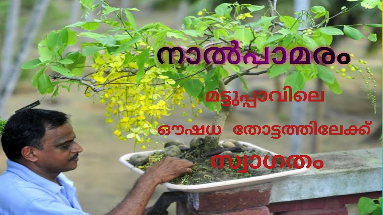 NALPAMARAM AN INTRODUCTION - YouTube