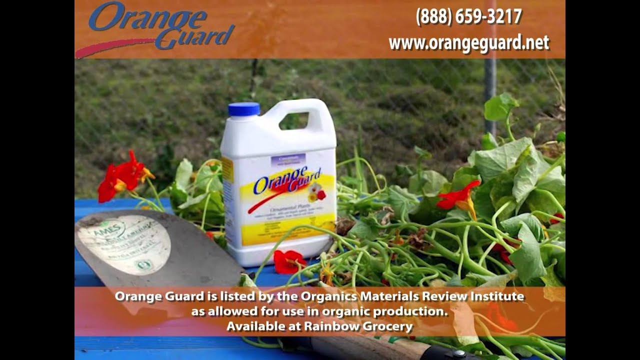Orange Guard - YouTube