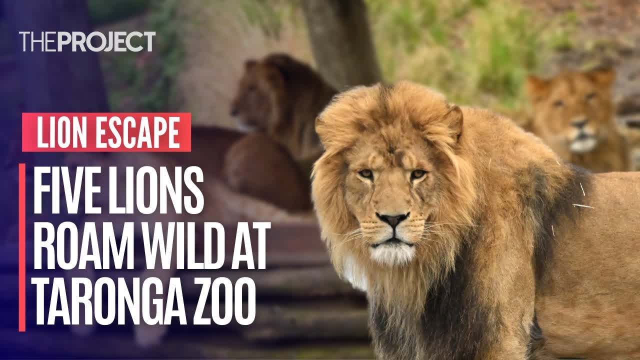 Lion Escape: Five Lions Roam Wild At Sydney's Taronga Zoo - YouTube