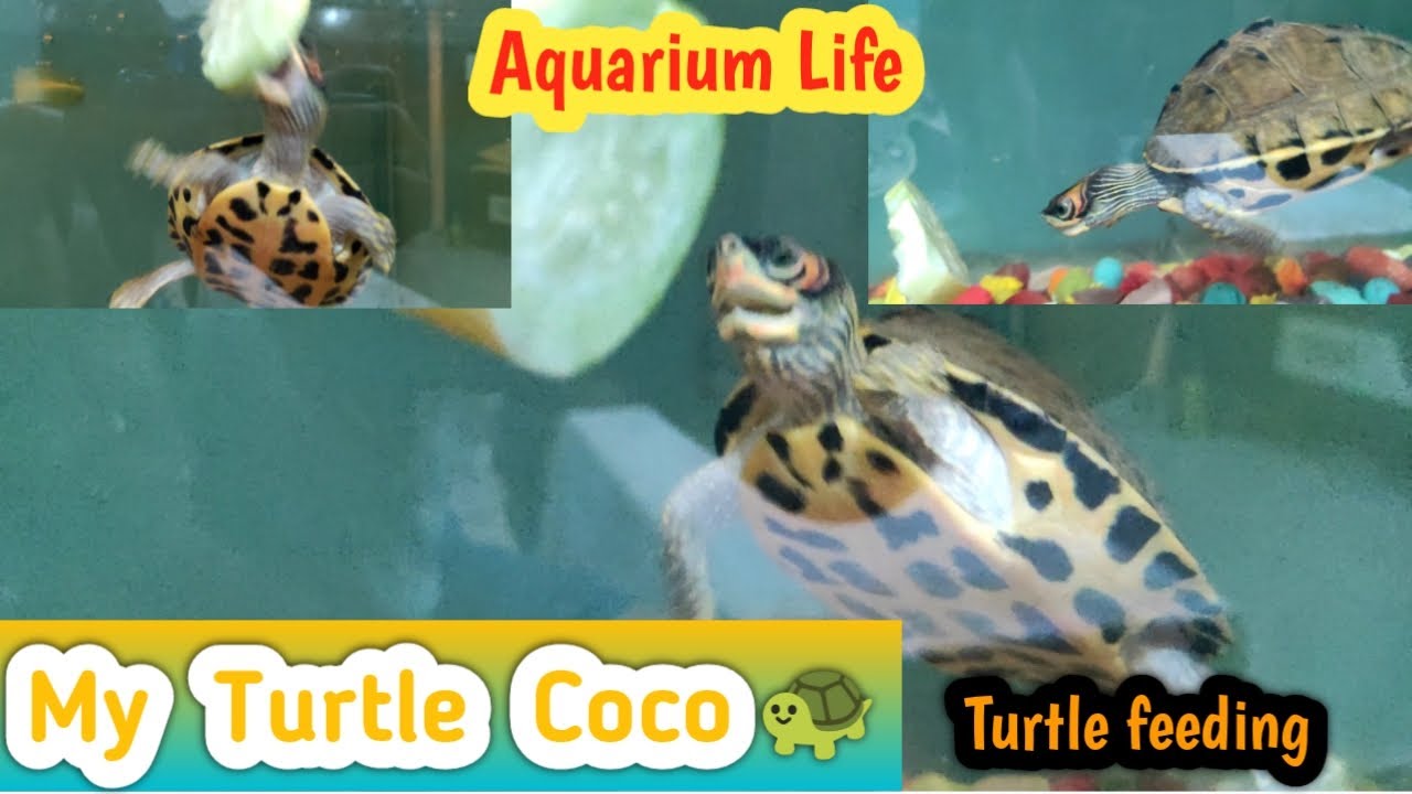 My Turtle Coco..feeding | Turtle and Fish Care | Aquarium Life - YouTube