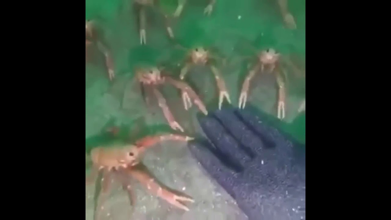 Crab crab hand 1 hour - YouTube