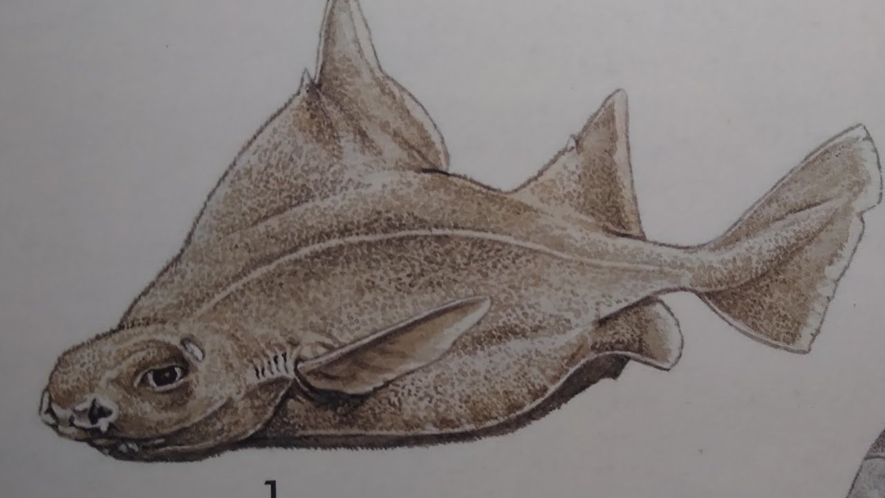 How To Draw a Prickly Dogfish - YouTube