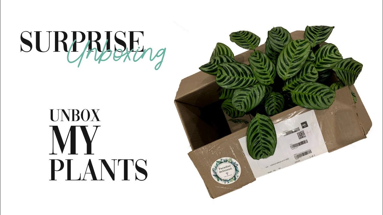 SURPRISE PLANT UNBOXING: Plant gift unboxing from The Atruim Plants ...