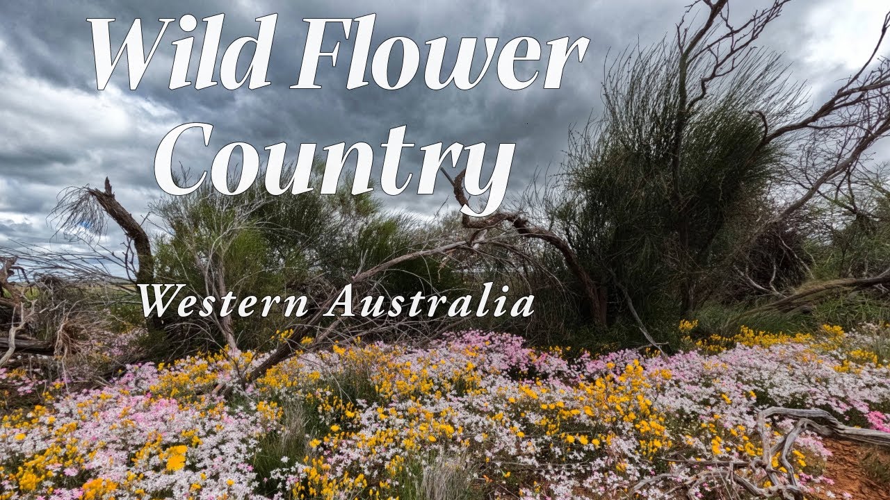 Wildflower Country - WA's Best Kept Secret - YouTube