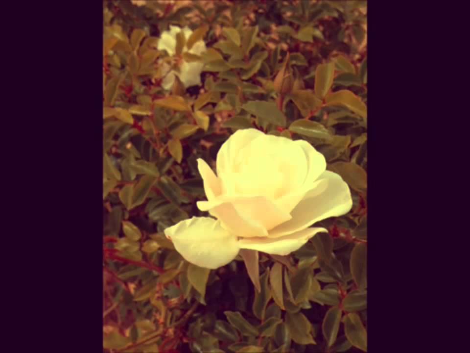 فيروز اجمل ماغنت اغاني الصباح 🎶💐 Youtube