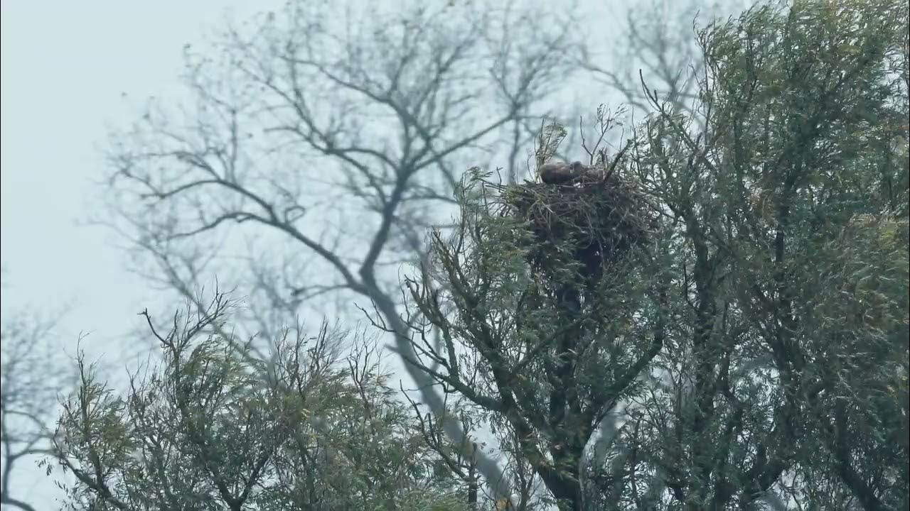 Zeearenden Betty en Paul bouwen nest in de Blankaart - YouTube