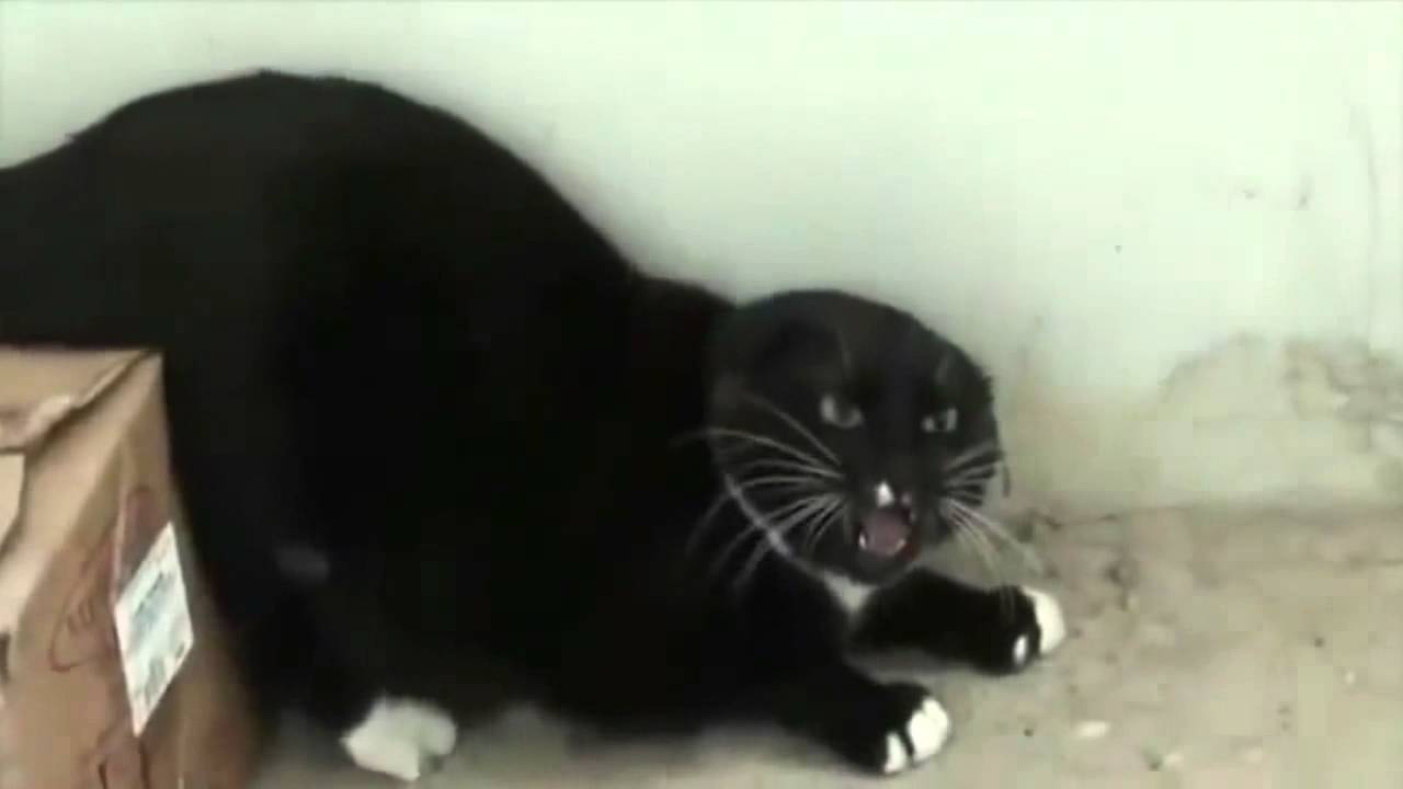 Raging Cats Compilation 2014 - YouTube