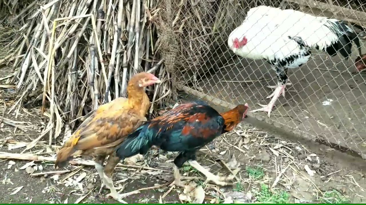 powerfulasal aseel murga ki pehchan,el murga fight, aseel mrga fait ...