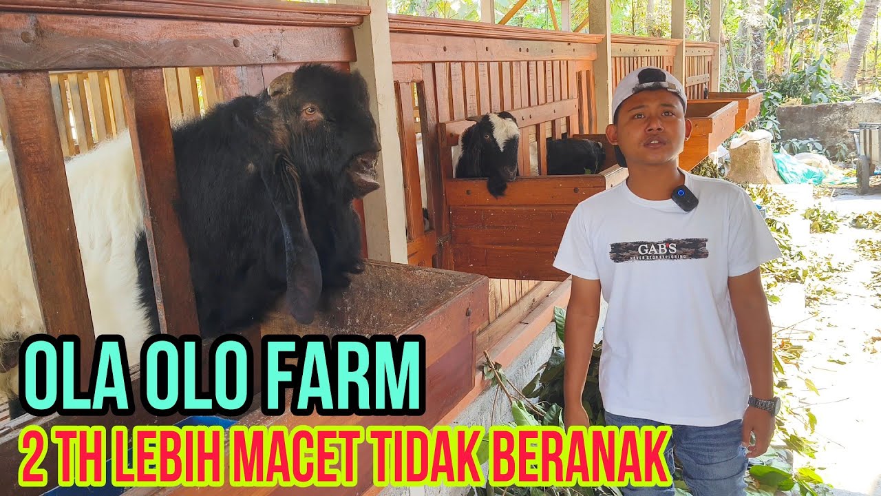 APA YANG TERJADI DI OLA OLO FARM....... KOK JADI BEGINI... - YouTube
