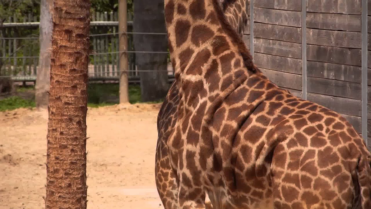 All About Giraffes! - YouTube