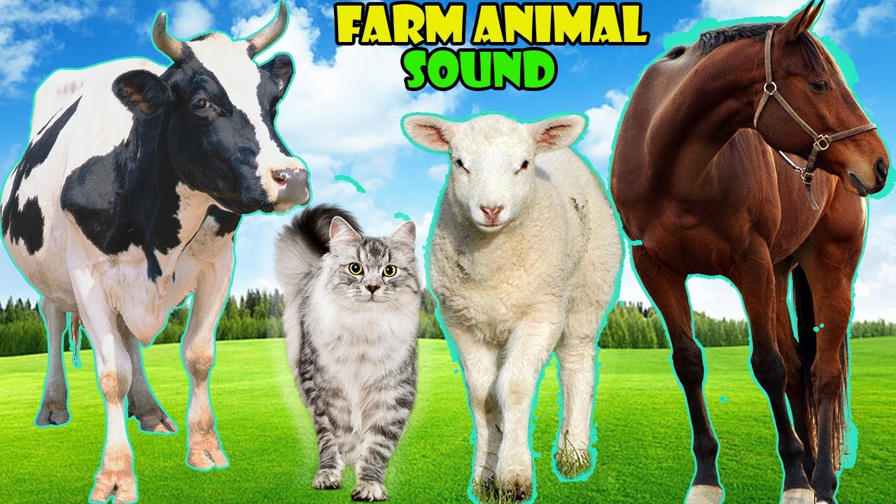 FARM ANIMAL SOUNDS: COW, HORSE, CHICKEN, DUCK - YouTube