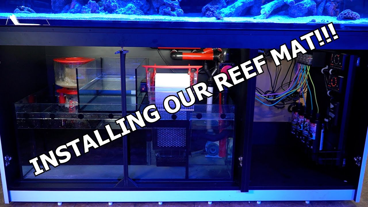 Redsea Reefer 750XXL G2 Display Aquarium. ReefMat 1200 and ReefDose 4 ...