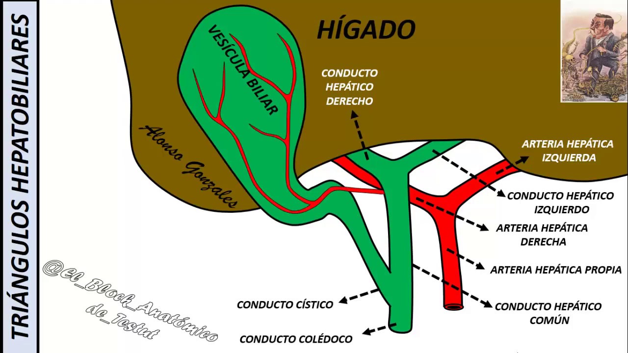 Triángulos Hepatobiliares - Animación - YouTube