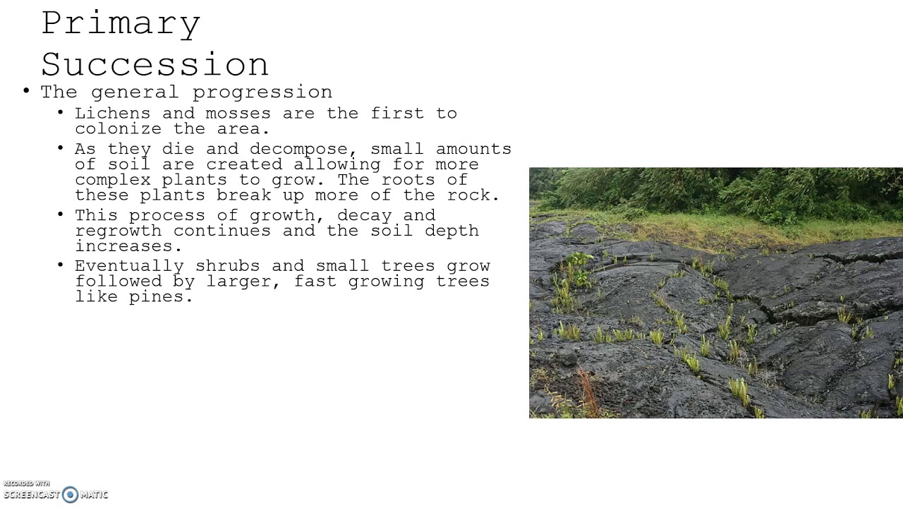 Primary Succession Lichens