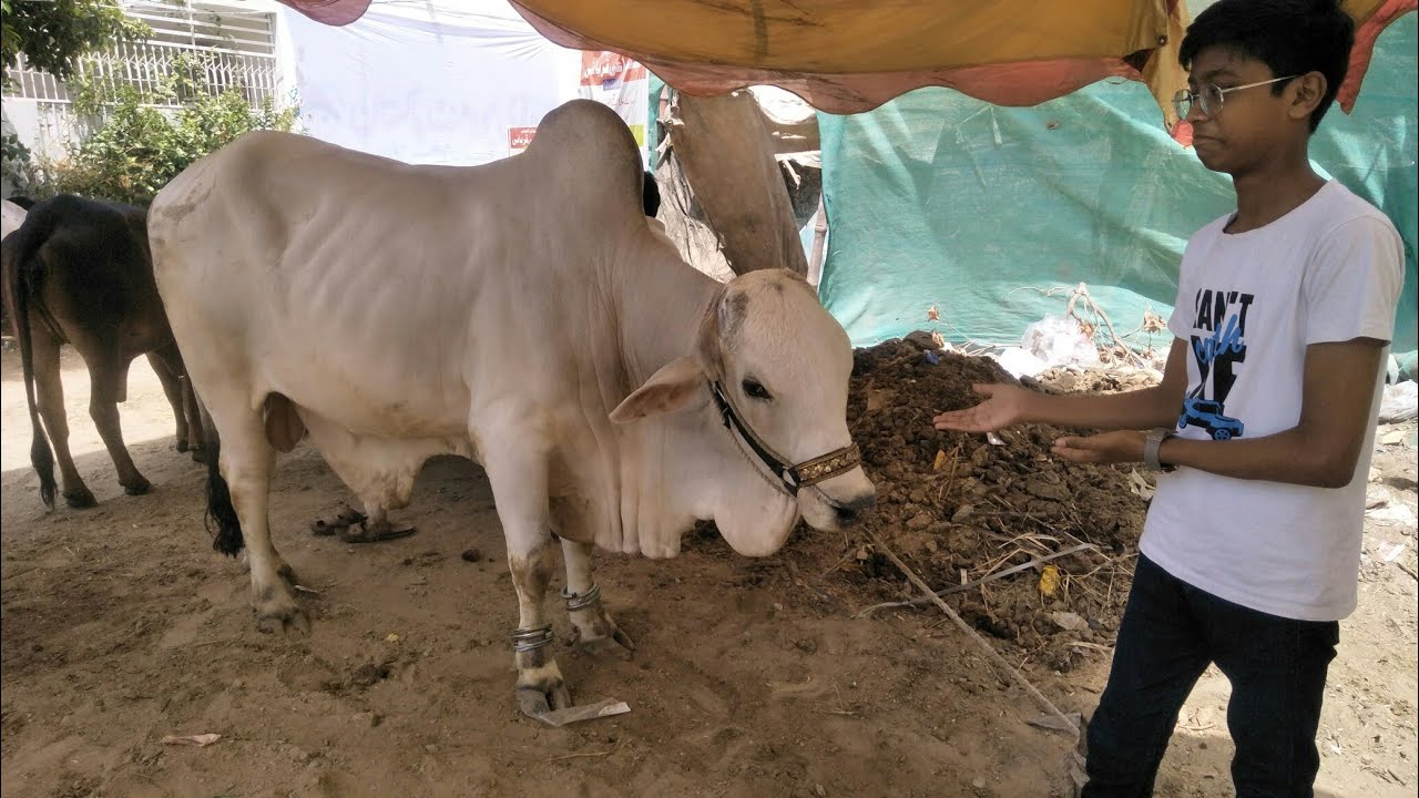 Dadi Kay ghar gye | or cows bhi dekheen | Cows 🐮 - YouTube