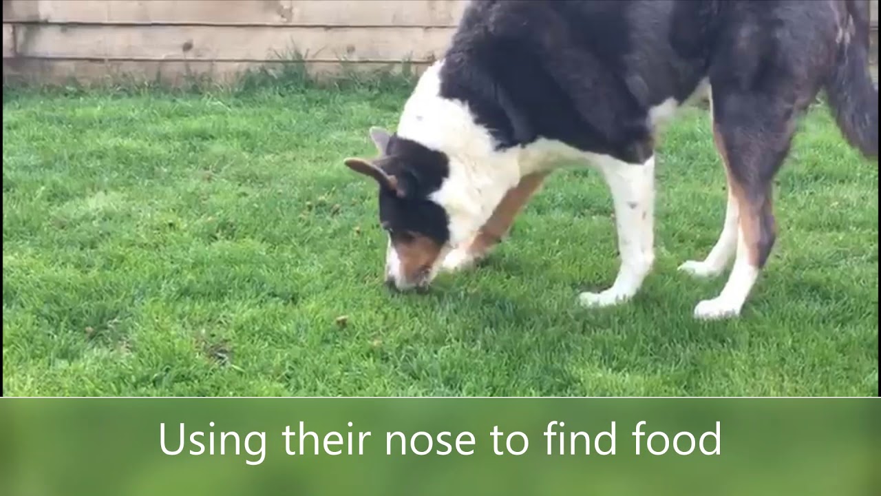 Scatter Feeding - YouTube