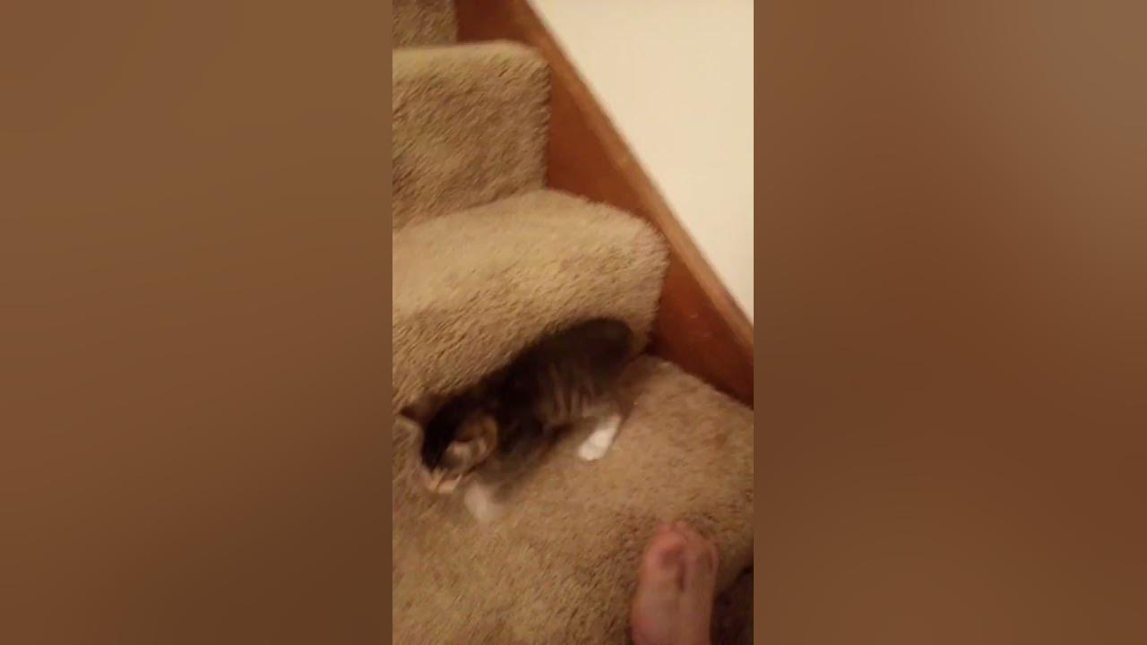 Penny The Kitten Youtube