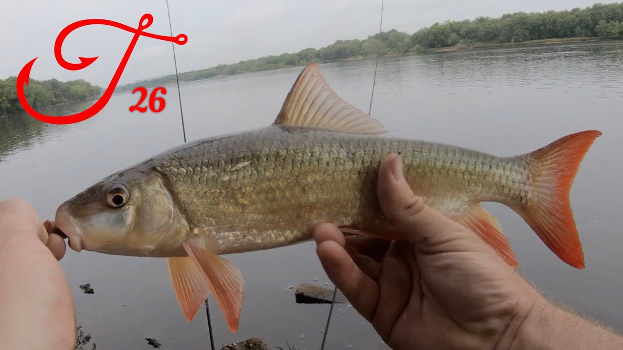 Fishing for Shorthead Redhorse Suckers - Quest 26 of 50 - YouTube