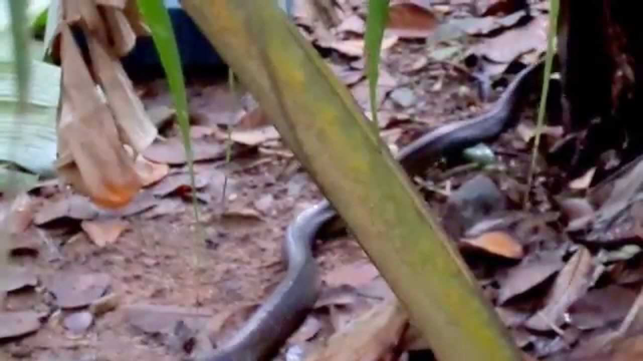 Indian Rat Snake - Dhaman - YouTube