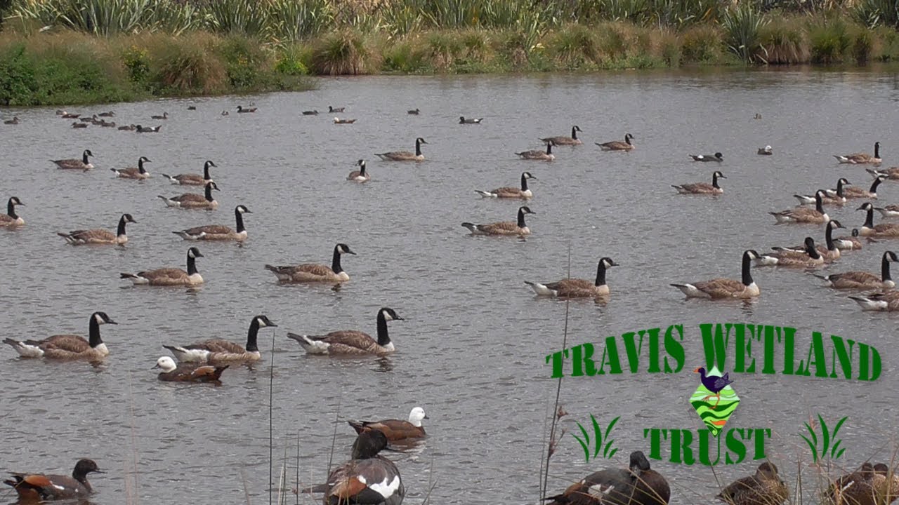 Travis Wetland Birds - Christchurch - YouTube