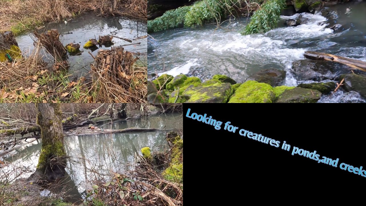 Looking for new spots to find creatures - YouTube