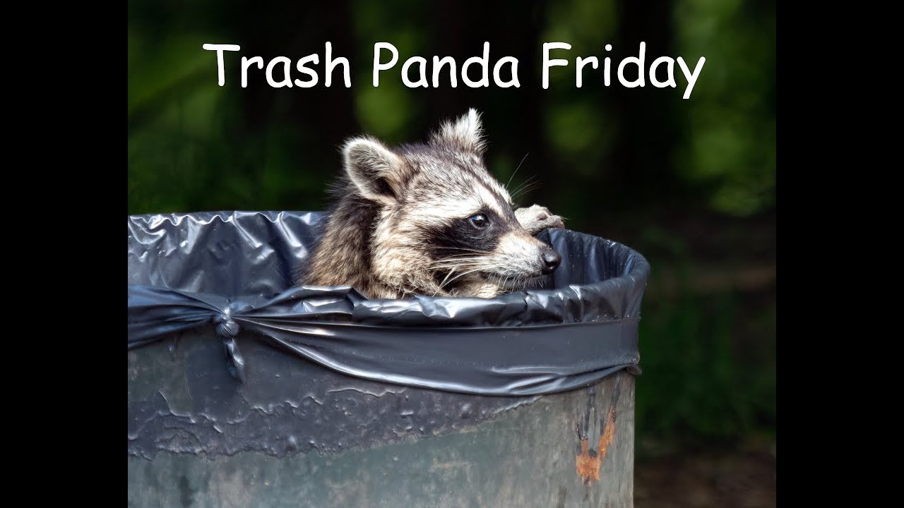 🦝TRASH PANDA FRIDAY🗑️Messages by Happy Critters 🐻 🚮#oracle #tarot # ...