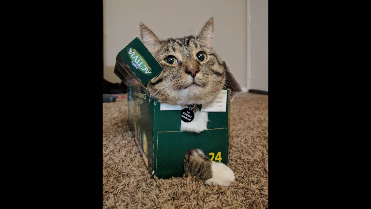 Cats Who Sits if They Fits! (A Compilation) - YouTube