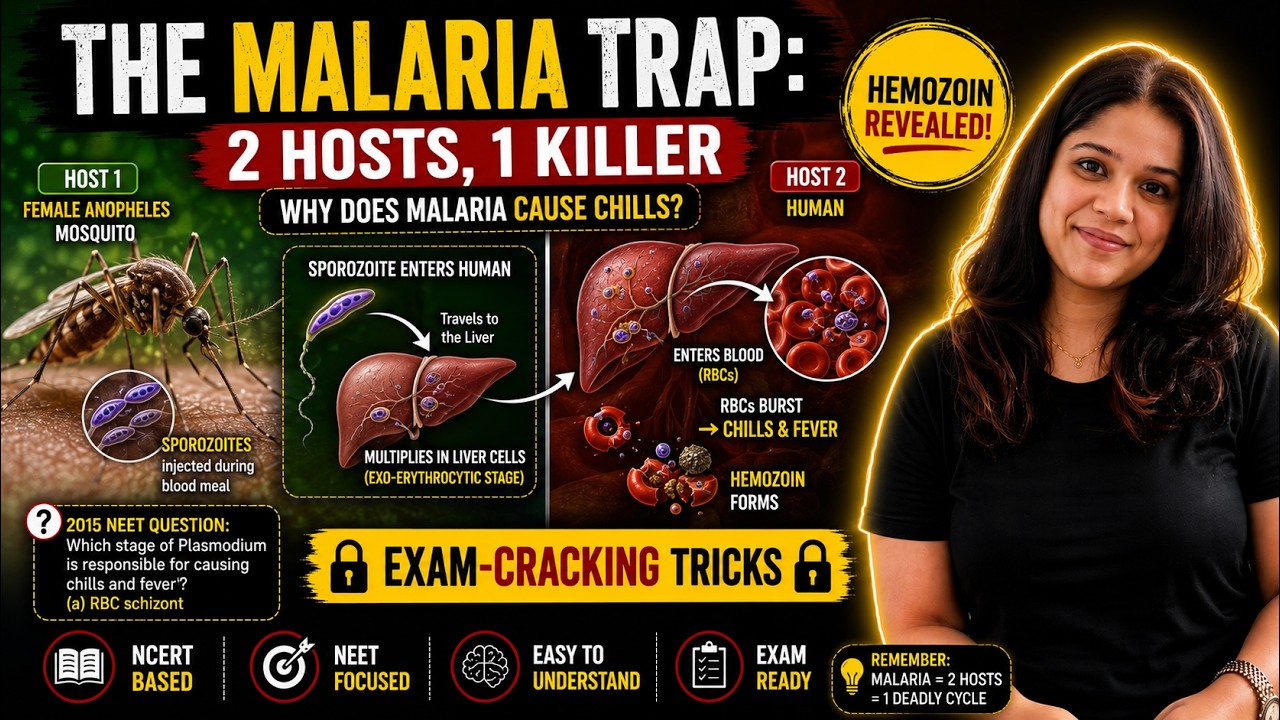 Understanding the Malaria Life Cycle: A Simple Guide for Class 12 ...