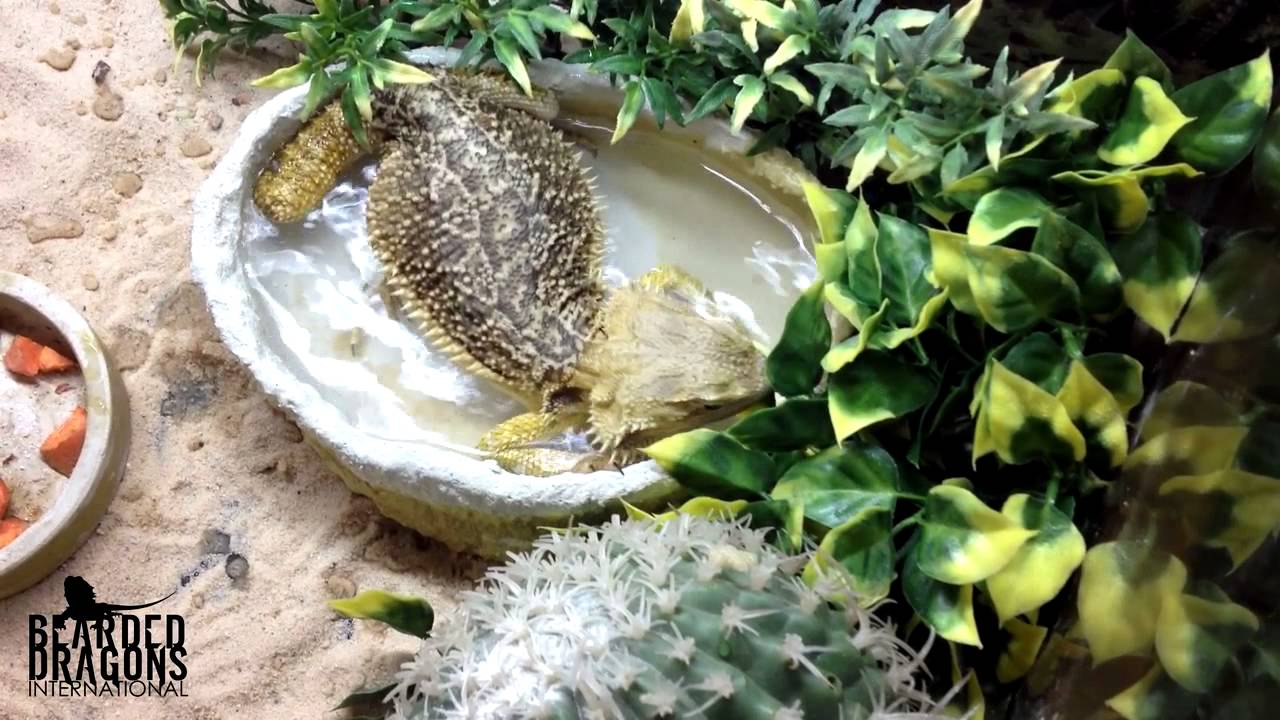 Bearded Dragon swimming and having a good scratch - YouTube