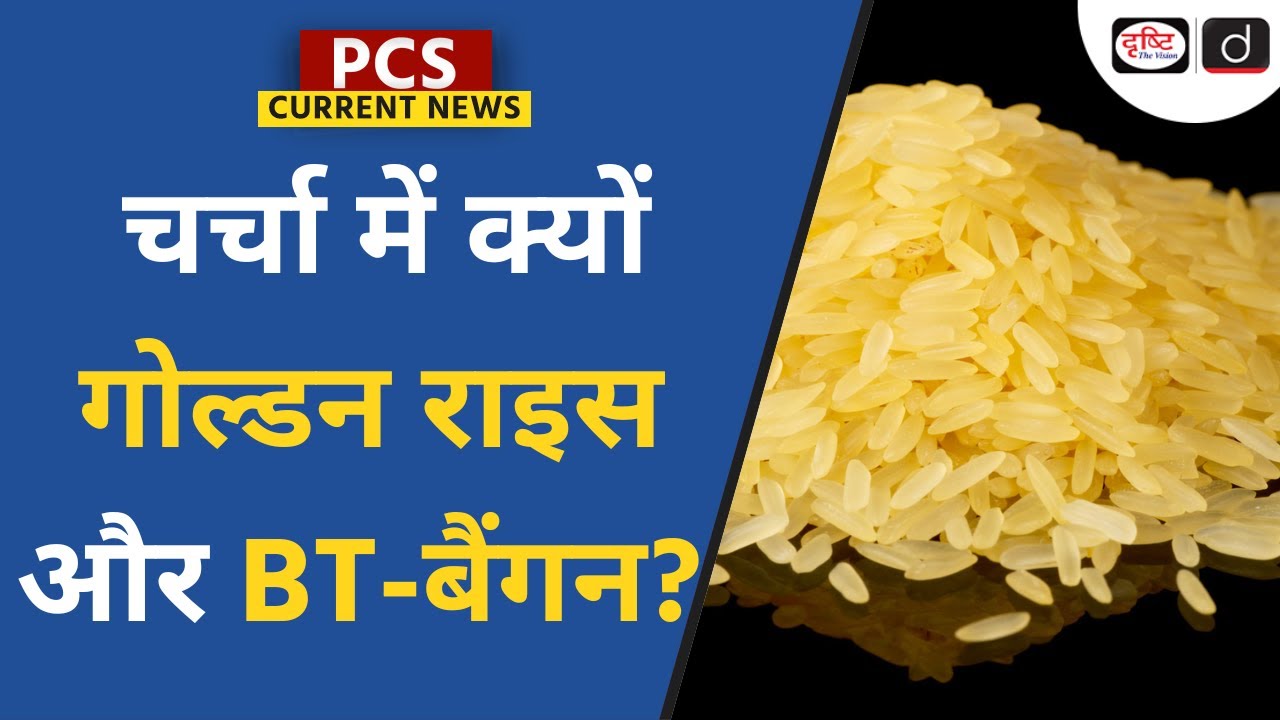 Commercial Permit of Golden Rice and BT-Brinjal cancelled | Golden Rice ...