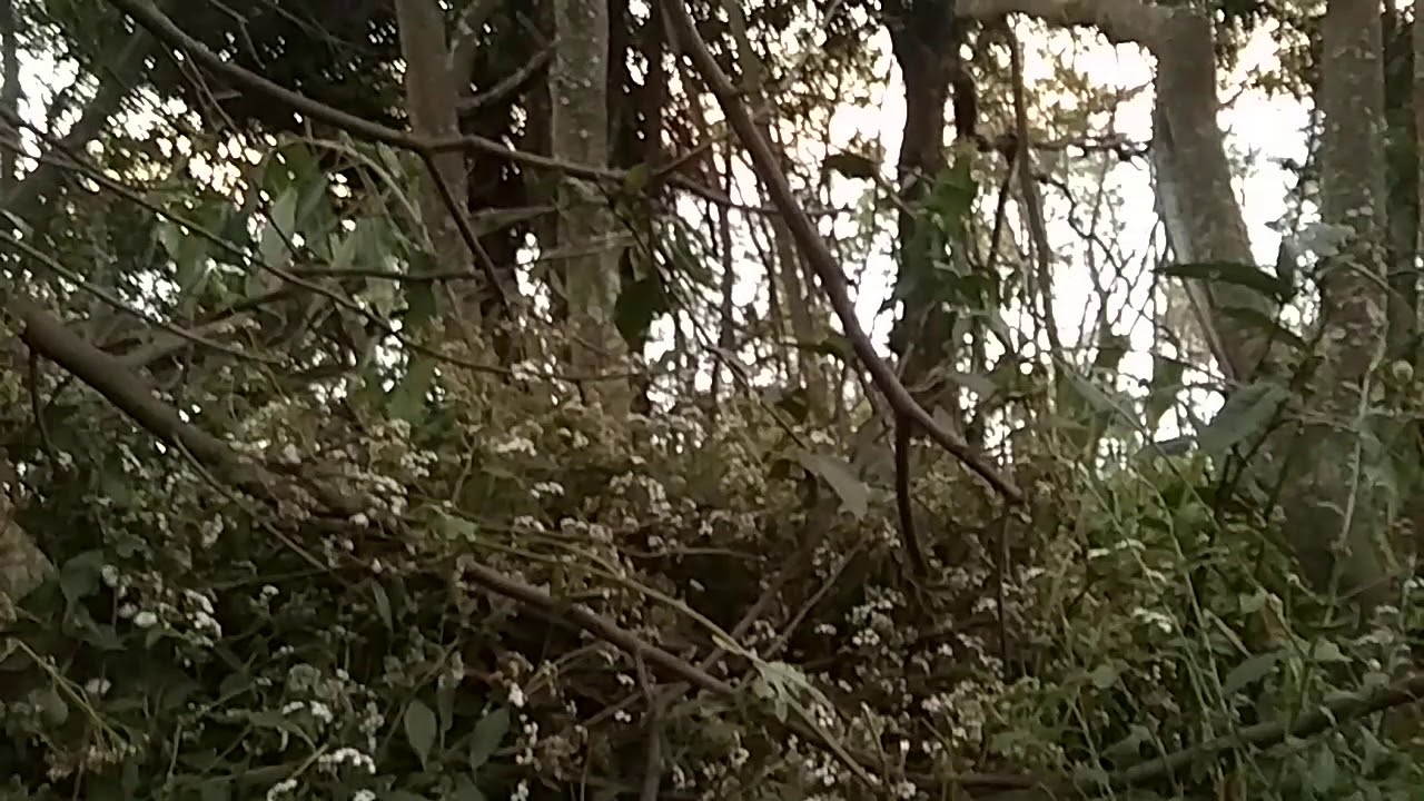 Pos4 (samarantu) gunung Slamet - YouTube