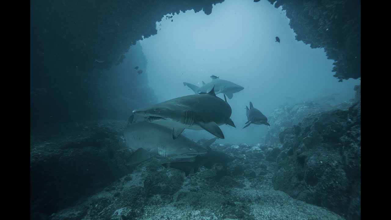 Sharks need our help - YouTube