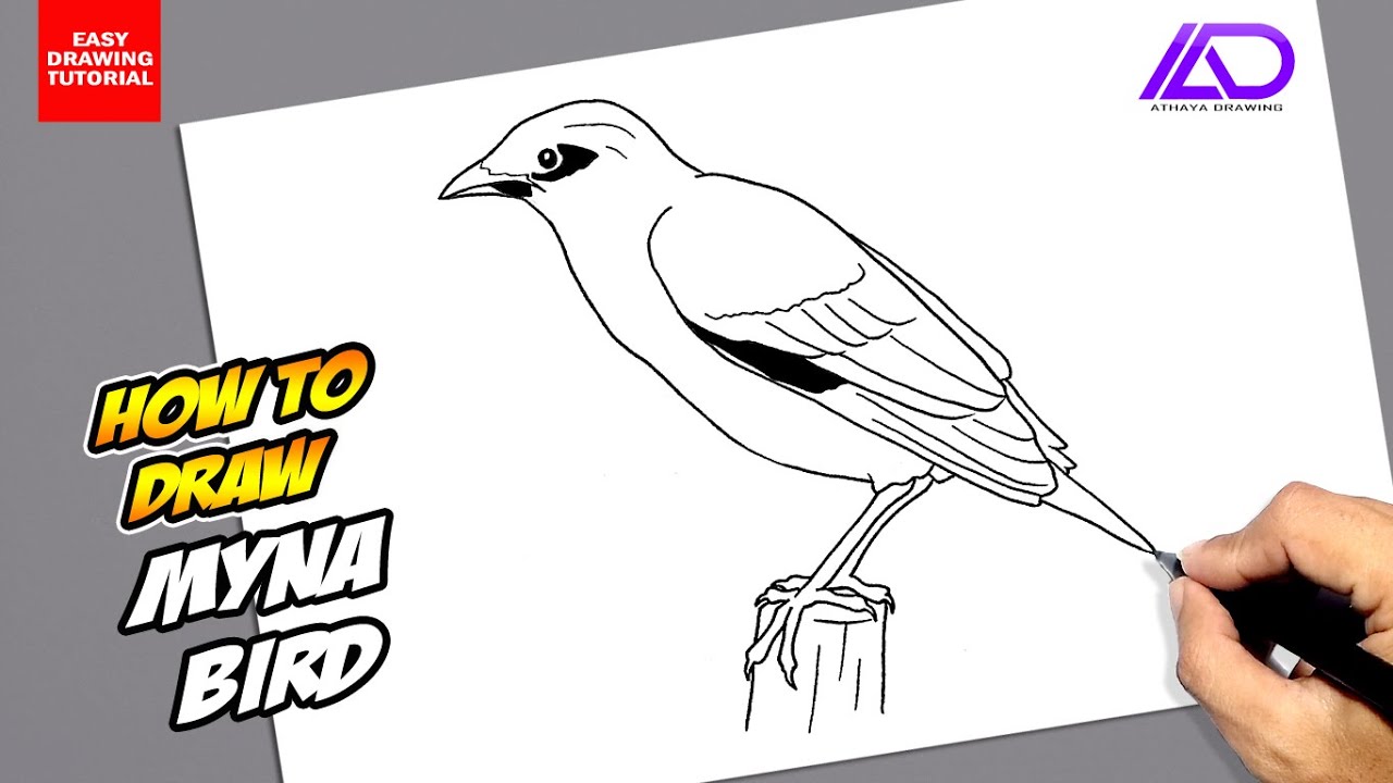 How to draw Myna Bird - YouTube
