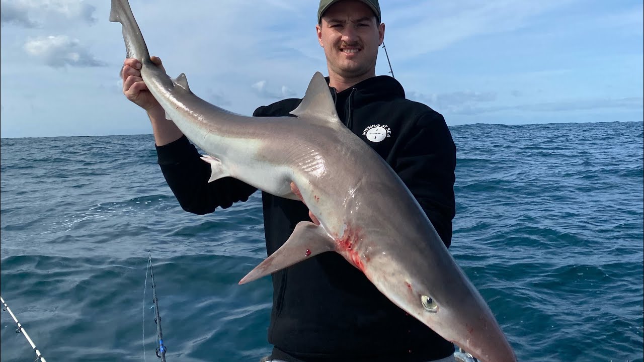 SCHOOL SHARK BREAKS OUR NET! - YouTube