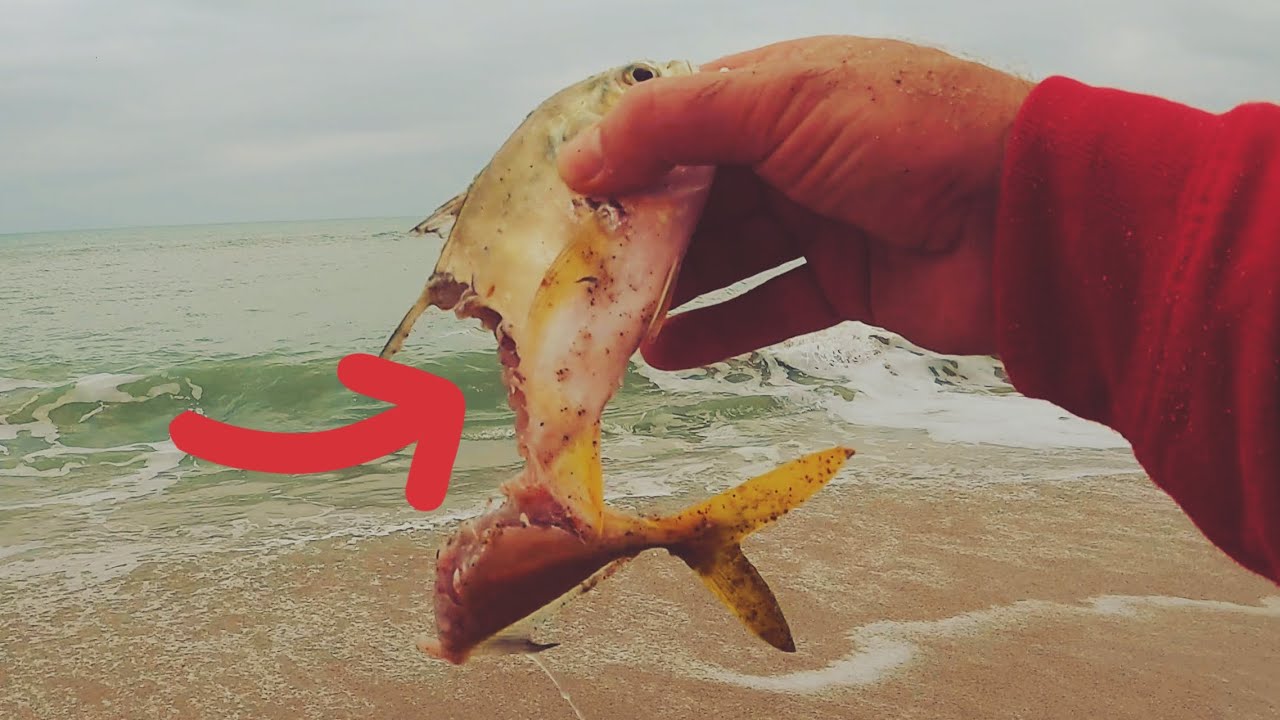 Carnage on the Beach! Epic Shark Fishing Catch Clean Cook Part 1 - YouTube