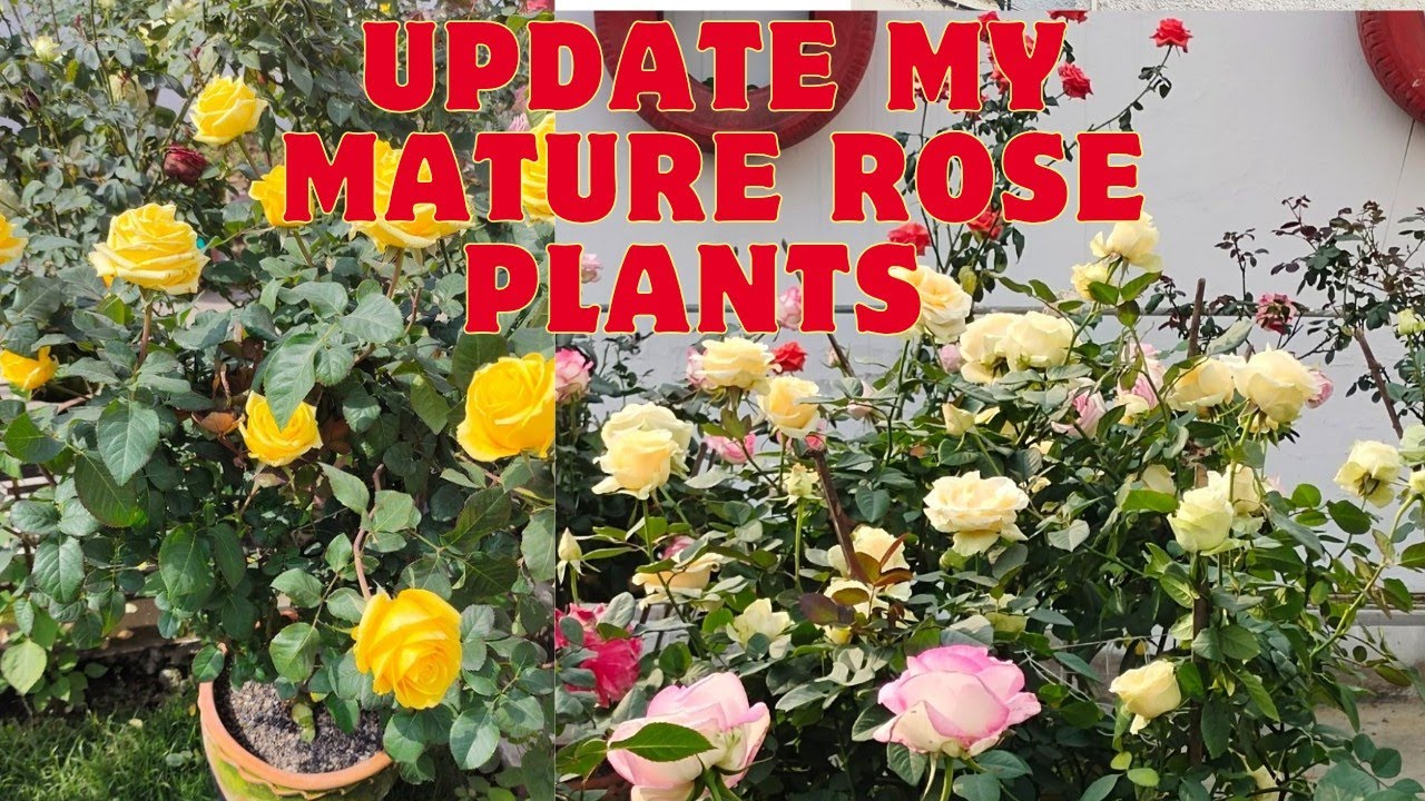 Update of all mature rose plants after pruning | How to avoid mites ...
