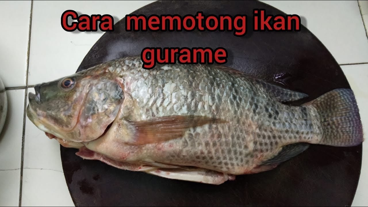 Cara memotong ikan gurame yang cepat dan mudah - YouTube