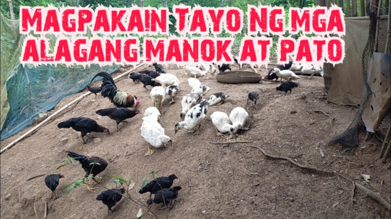 Pagpapakain Ng mga alagang Native Chicken,at mga Pato - YouTube