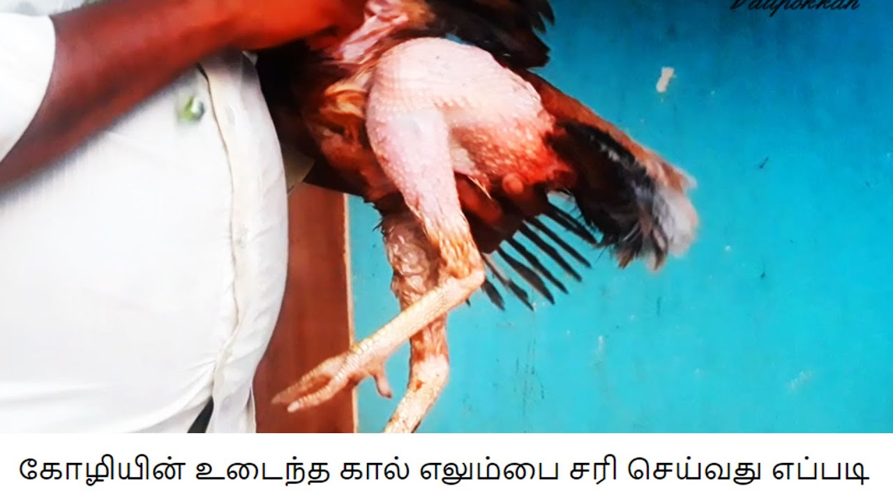 sandai seval hen broken leg How to fix a கோழியின் உடைந்த கால் எலும்பை ...